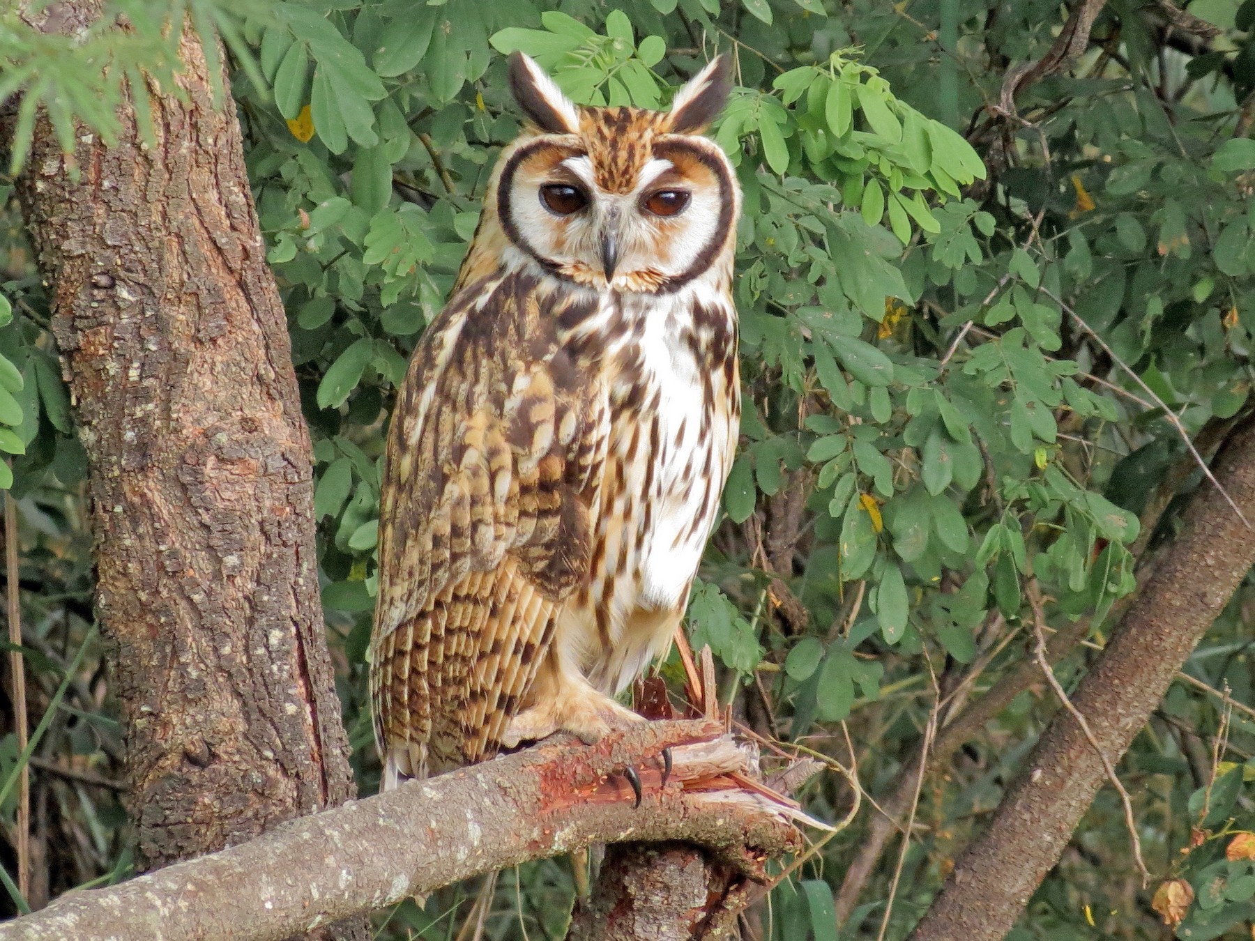 Striped Owl - eBird