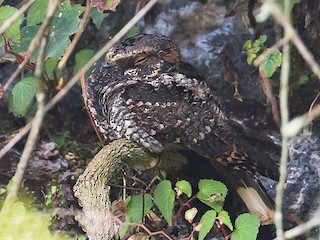 Tawny-collared Nightjar - eBird