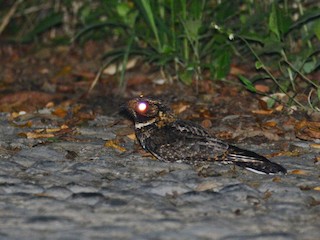 Tawny-collared Nightjar - eBird