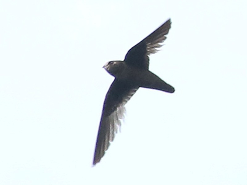 White-fronted Swift - eBird