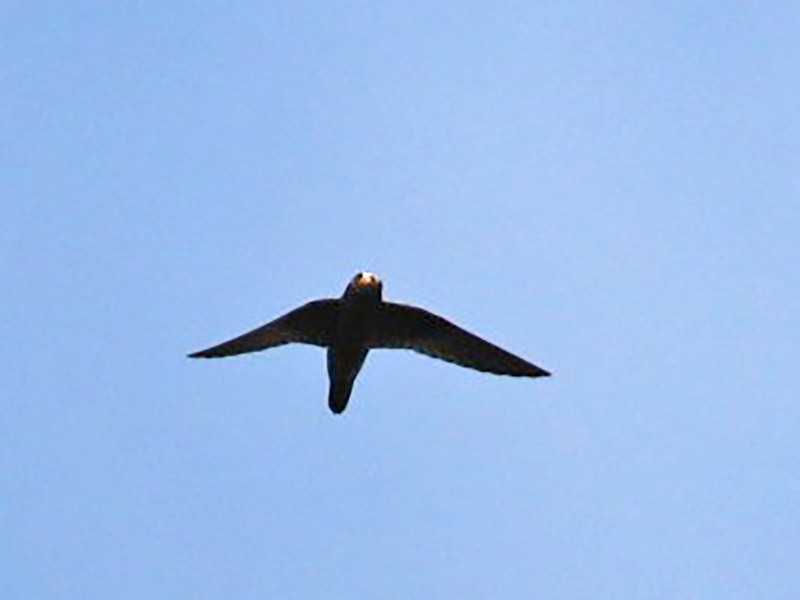 White-fronted Swift - eBird