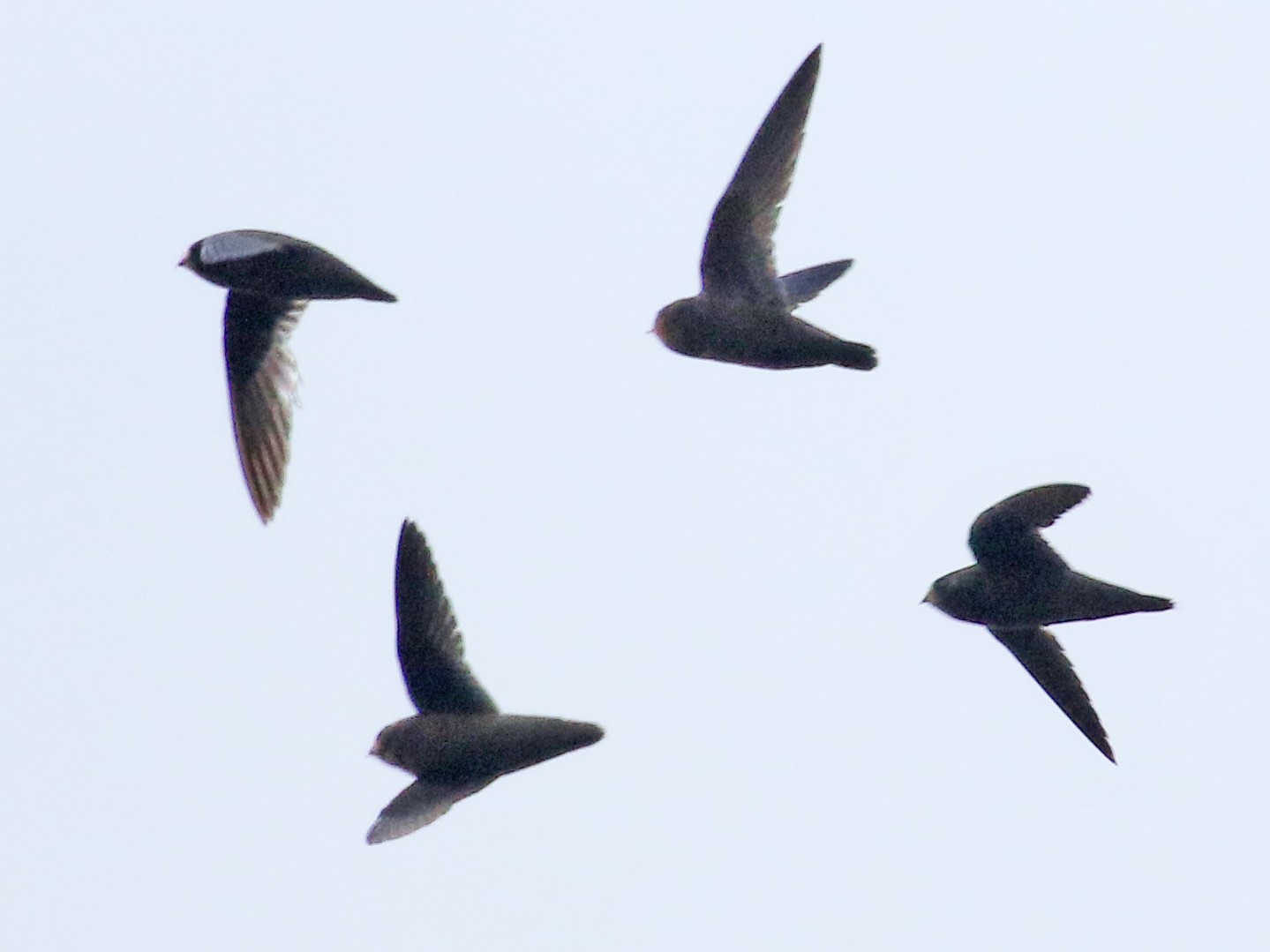 White-fronted Swift - eBird