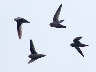 White-fronted Swift - eBird