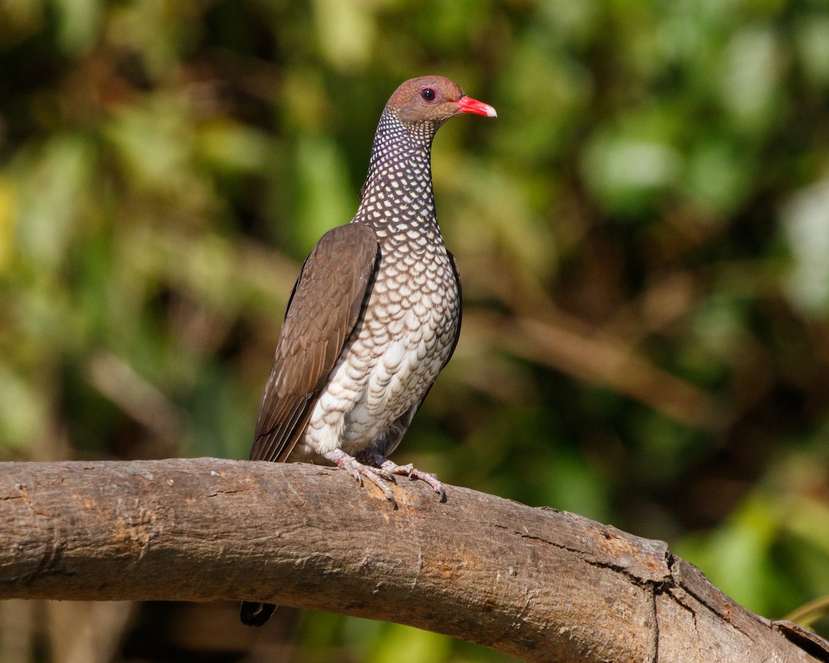 ML490264491 - Scaled Pigeon - Macaulay Library