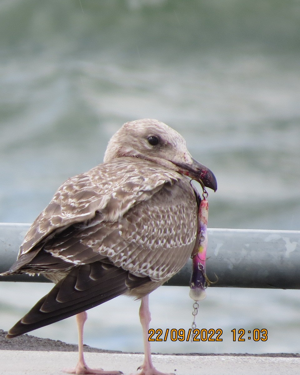 eBird Checklist - 22 Sep 2022 - Dunkirk Harbor - 8 species