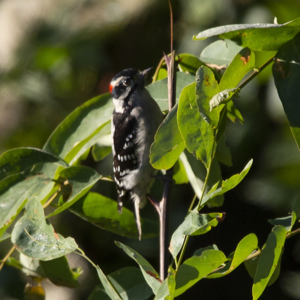 North Carolina Bird Atlas Checklist - 4 Oct 2022 - Blue Ridge Pkwy ...