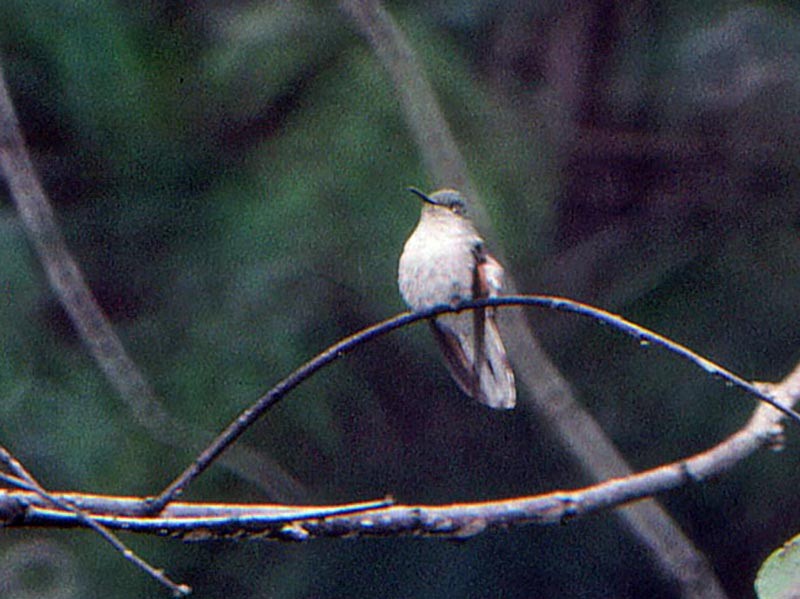 White-tailed Hummingbird - eBird
