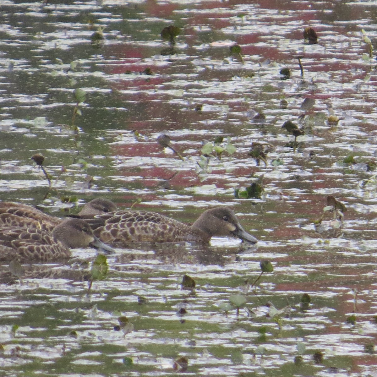 eBird Checklist - 4 Oct 2022 - Lexington Community Farm - 18 species
