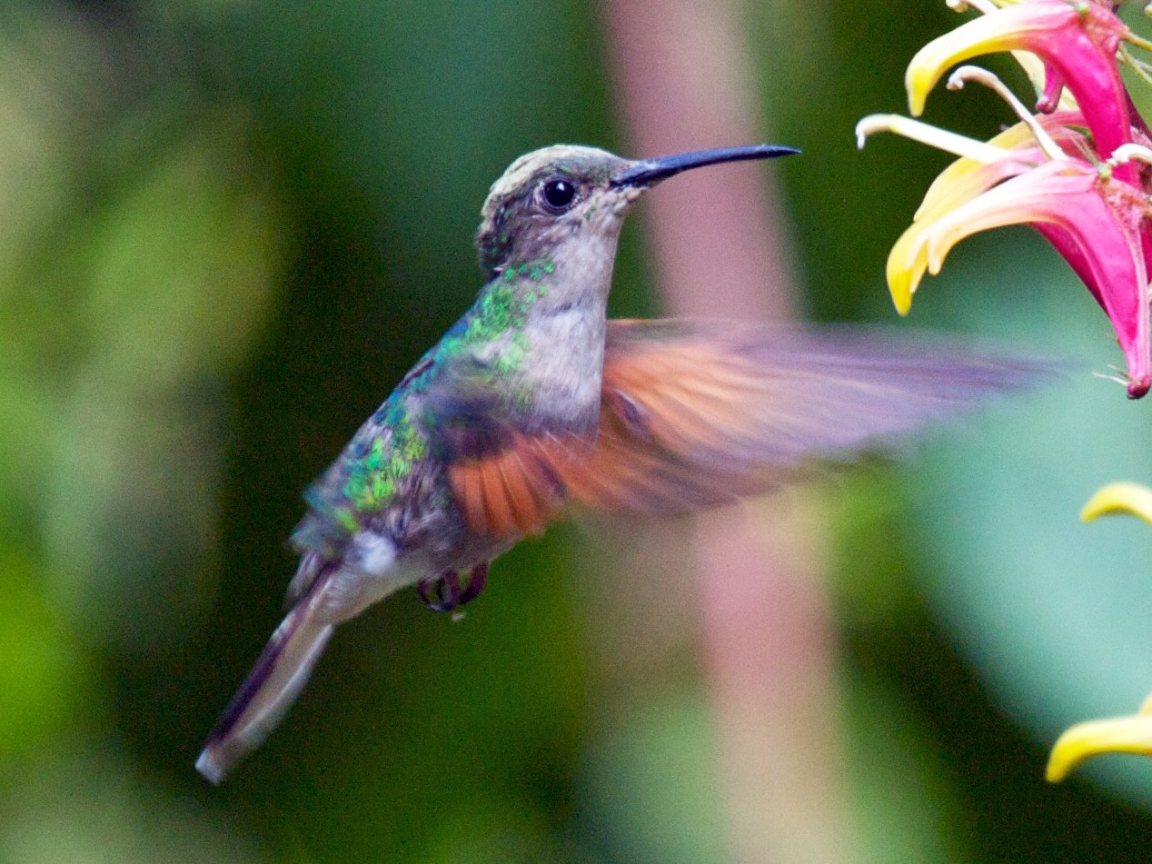 White-tailed Hummingbird - eBird