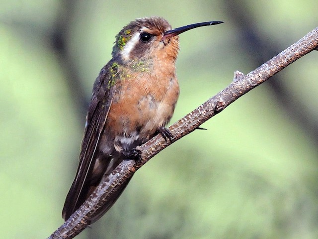 Xantus Bird Hummingbirds Of Baja | Focusing On Wildlife
