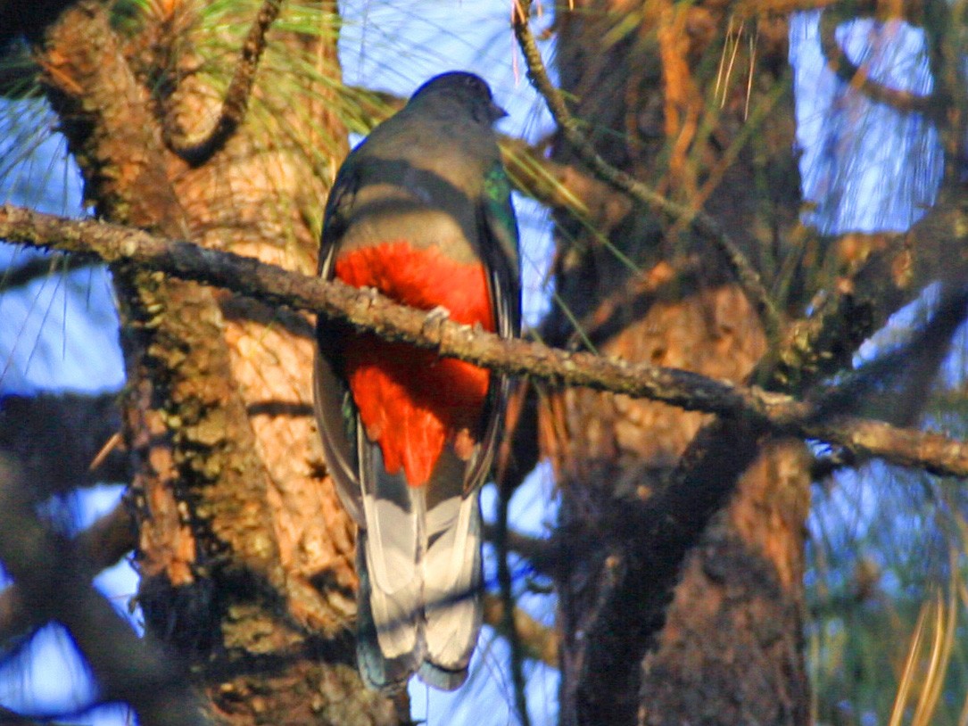 Eared Quetzal - eBird