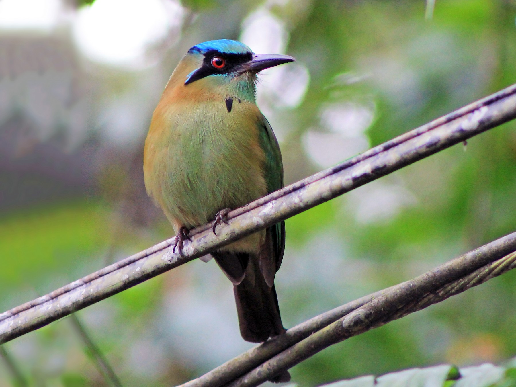 Blue-capped Motmot - eBird
