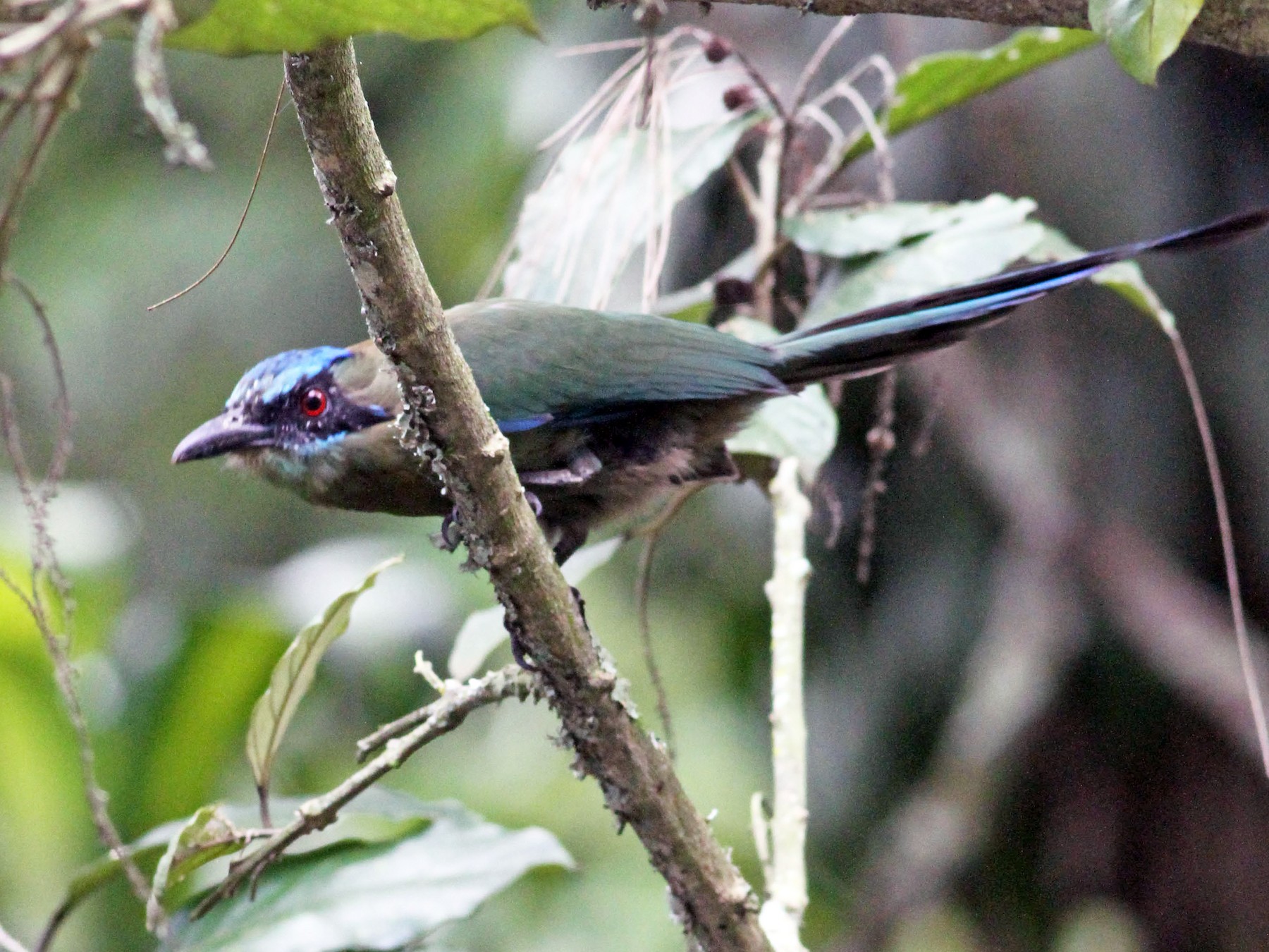 Blue-capped Motmot - eBird