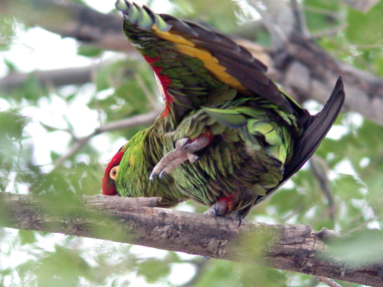 Cotorra Serrana Occidental - eBird