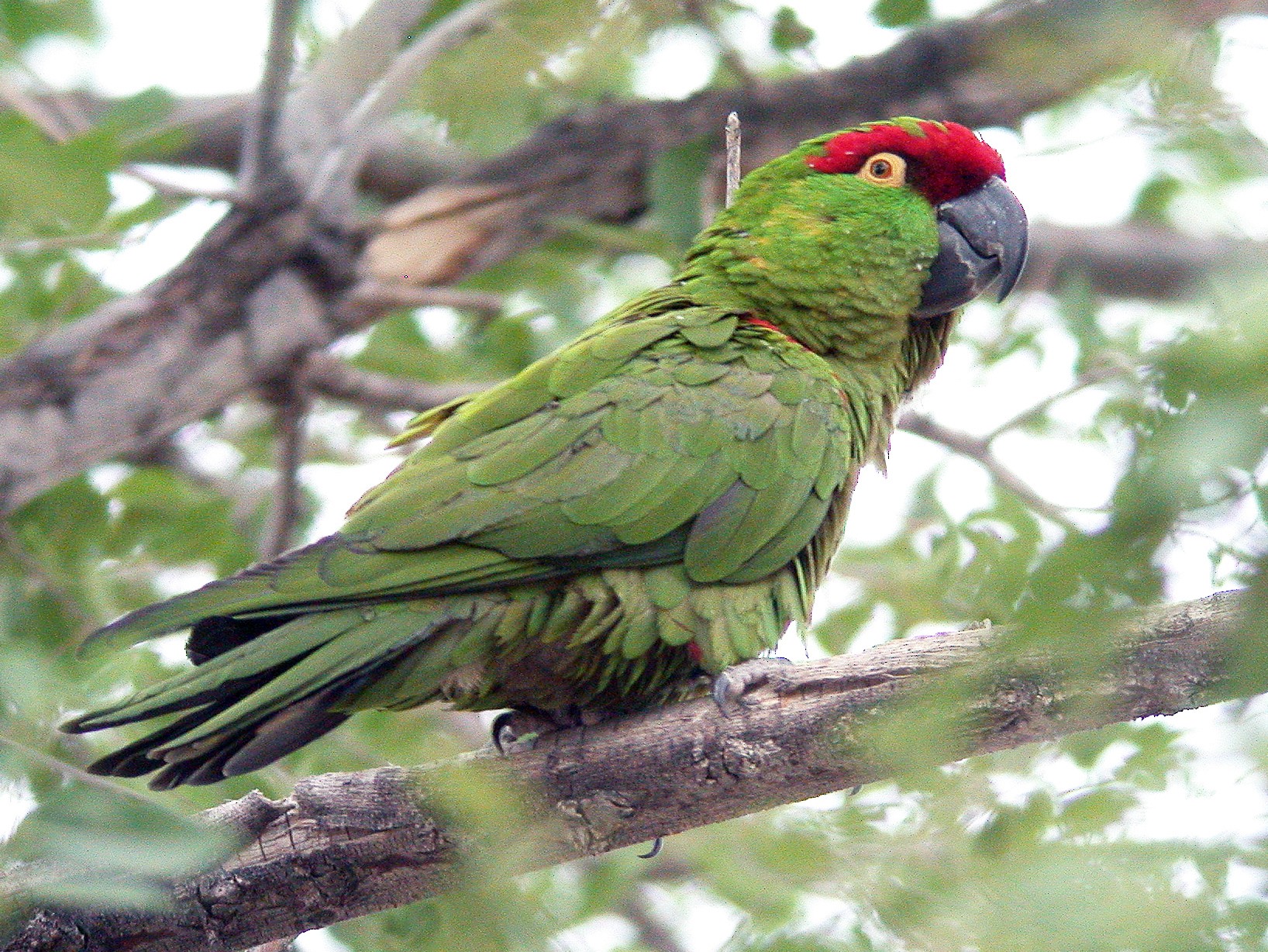 Thick-billed Parrot - eBird