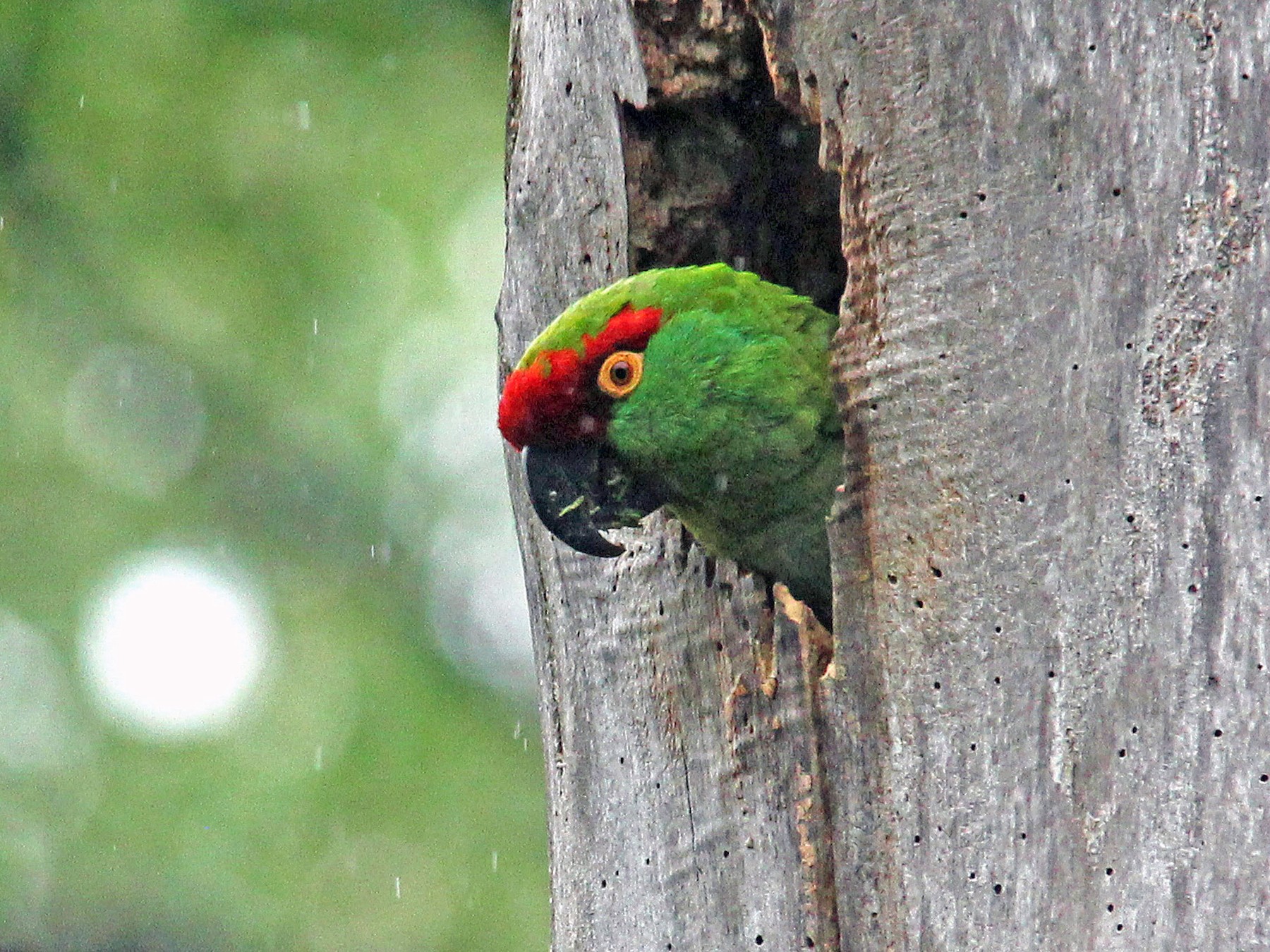 Cotorra Serrana Occidental - eBird