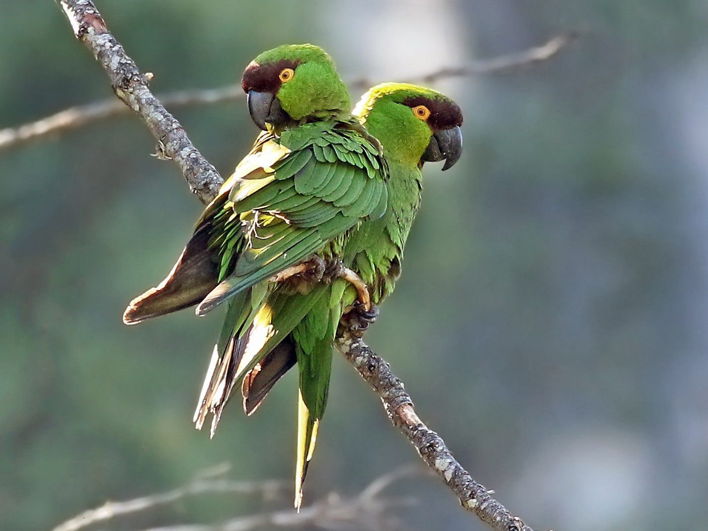 Cotorra Serrana Oriental - eBird