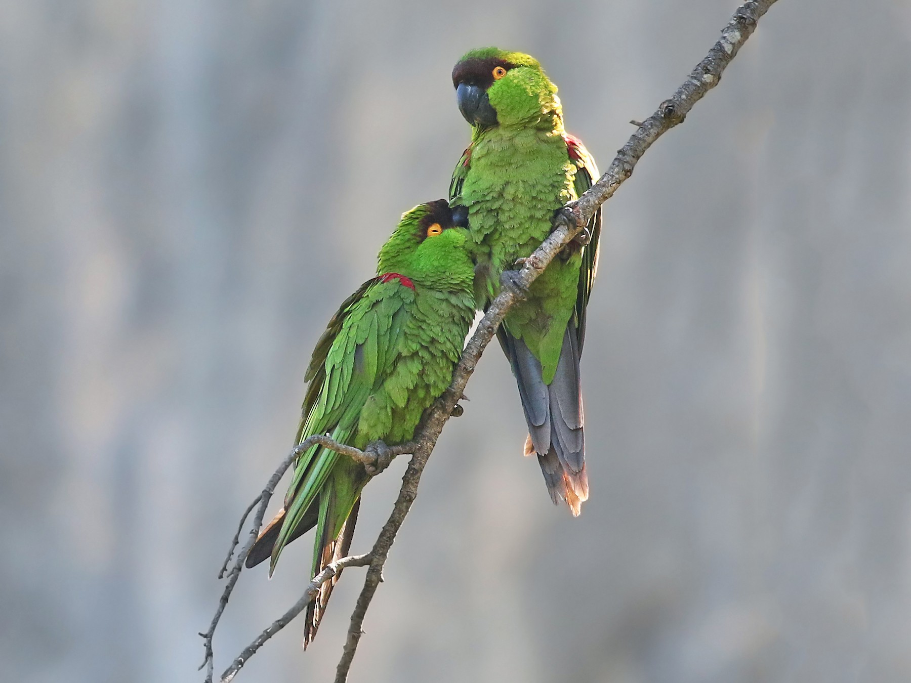 Maroon-fronted Parrot - eBird