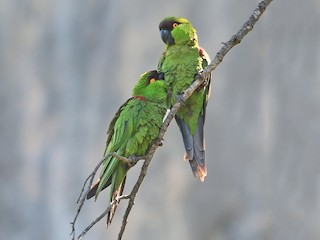 Cotorra Serrana Oriental - eBird
