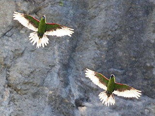 Maroon-fronted Parrot - eBird