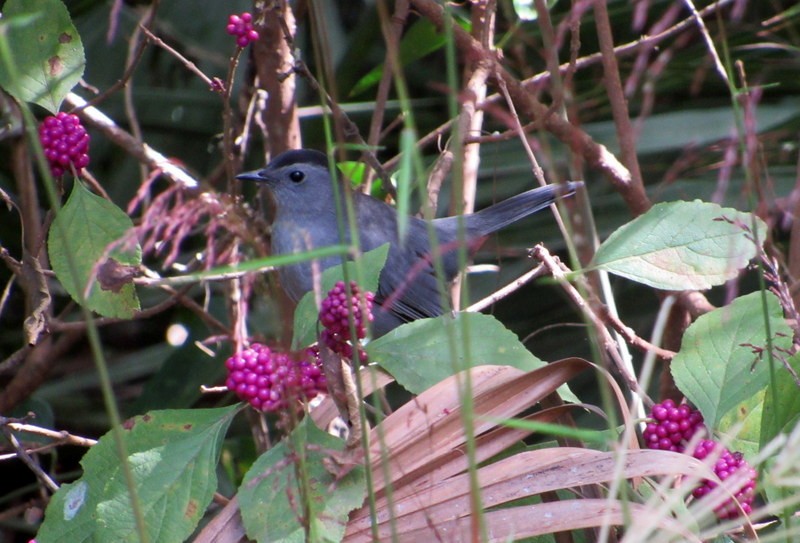 eBird Checklist - 4 Oct 2022 - GTM NERR--Sensory Trail - 13 species
