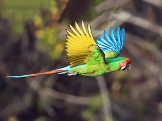 Military Macaw - eBird