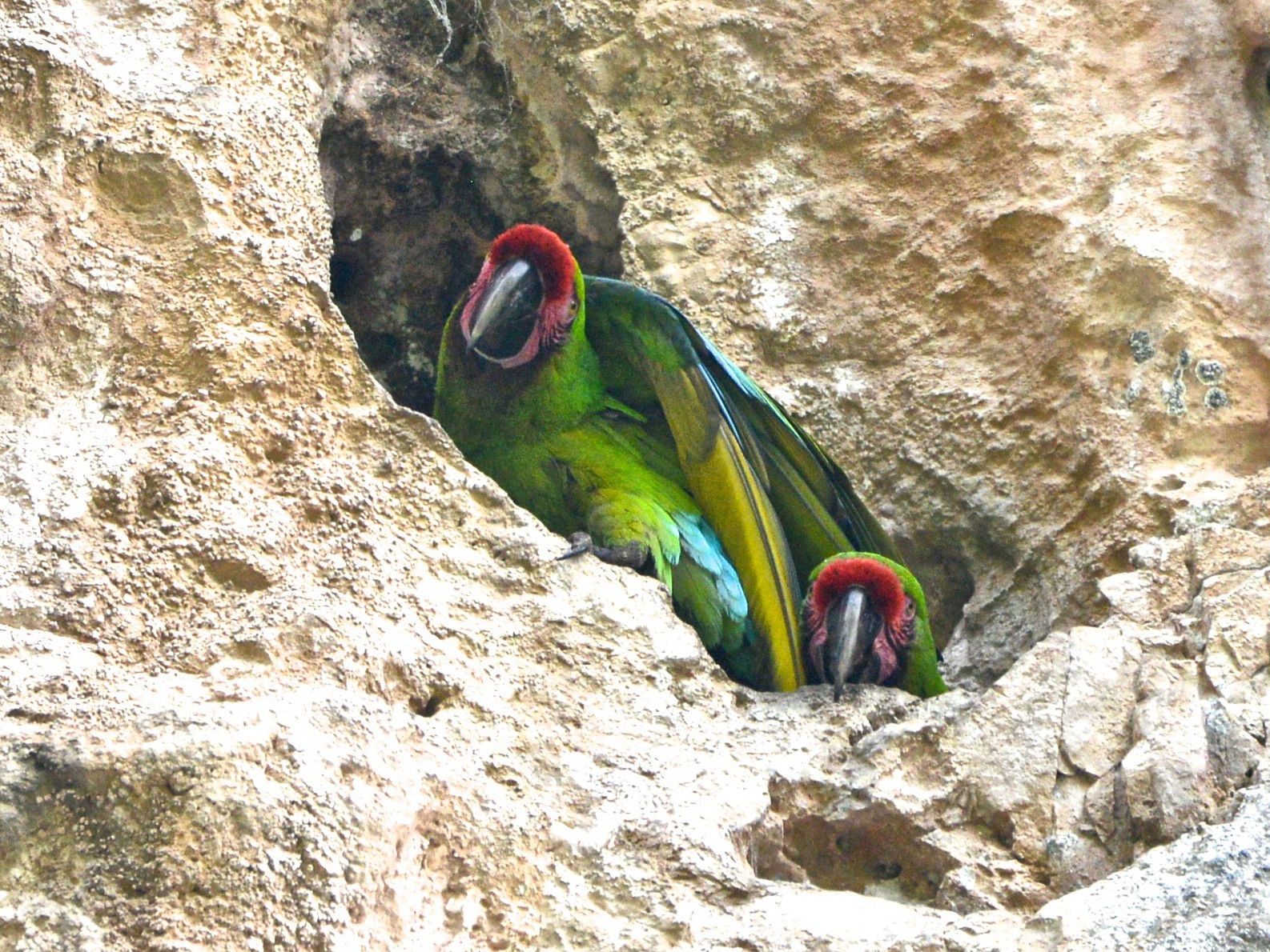 Military Macaw - eBird