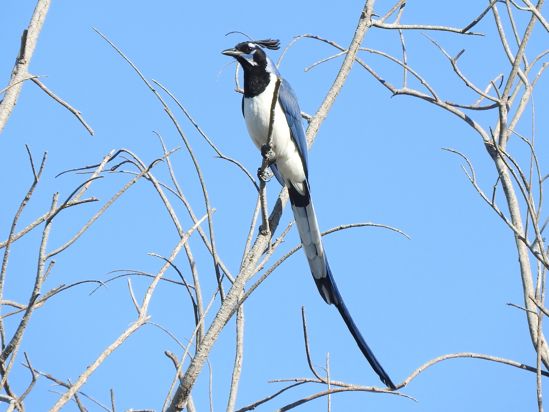 Urraca Cara Negra - eBird
