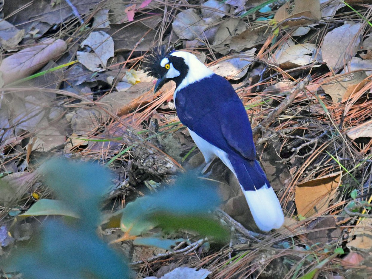 Tufted Jay - eBird