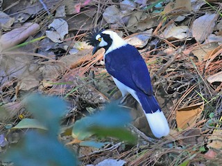 Tufted Jay - eBird