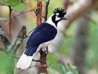 Tufted Jay - eBird