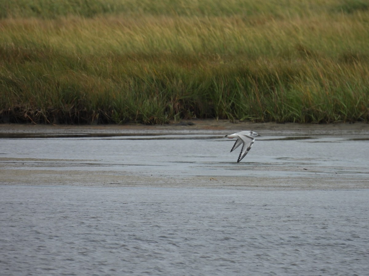 eBird Checklist - 3 Oct 2022 - Parker River NWR - 45 species