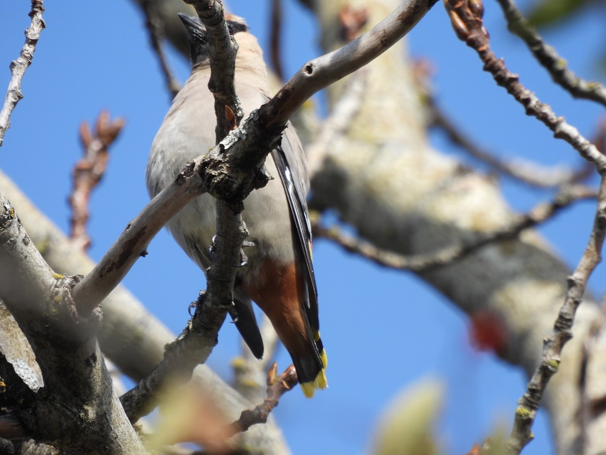 eBird Checklist - 4 Oct 2022 - 167 Rue Labrie, Pointe-aux-Outardes CA ...