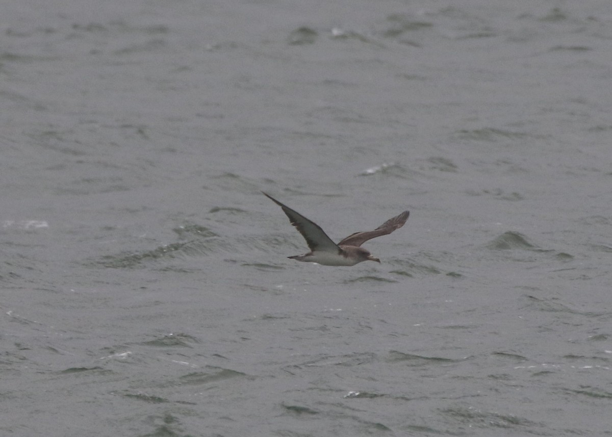 eBird Checklist - 4 Oct 2022 - Sandwich Marina - 15 species