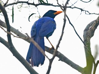 Purplish-backed Jay - eBird