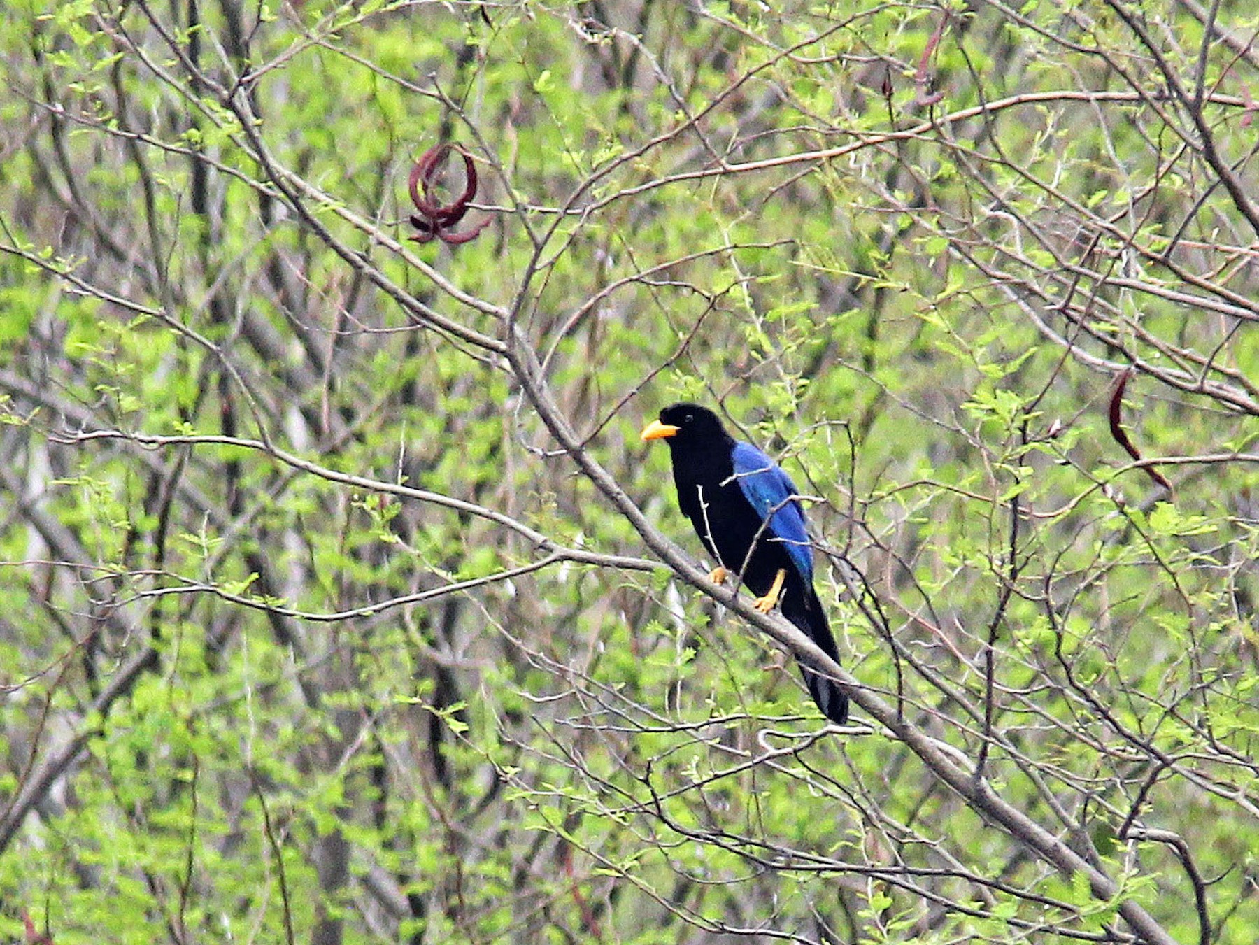 Purplish-backed Jay - eBird