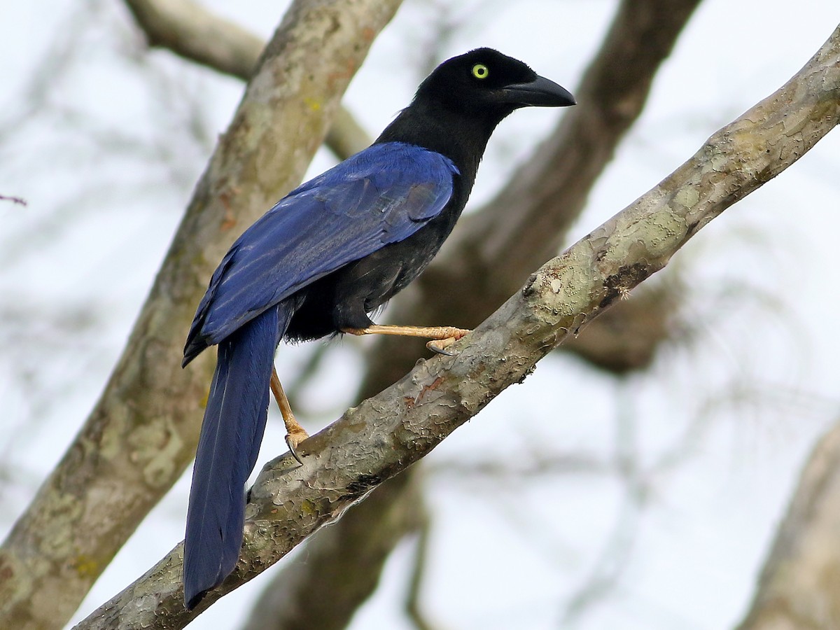Purplish-backed Jay - Cyanocorax beecheii - Birds of the World