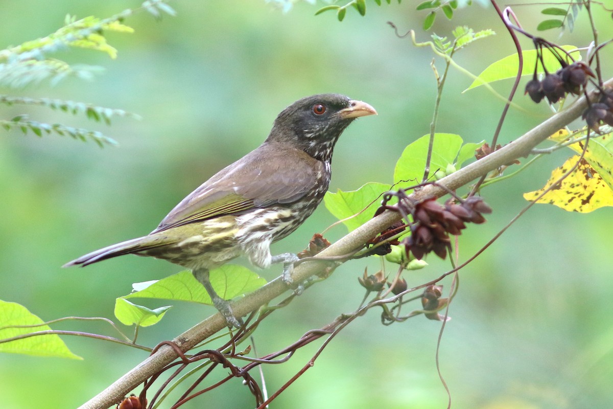 ML49039471 Palmchat Macaulay Library