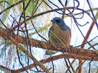 Transvolcanic Jay - eBird