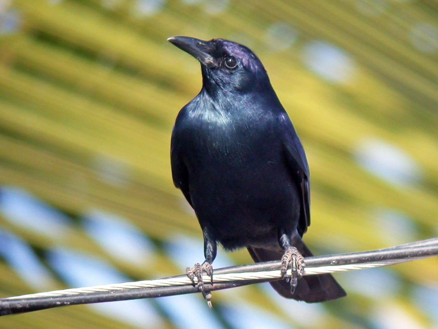 Sinaloa Crow - eBird