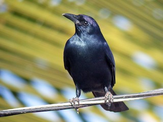 Sinaloa Crow - eBird