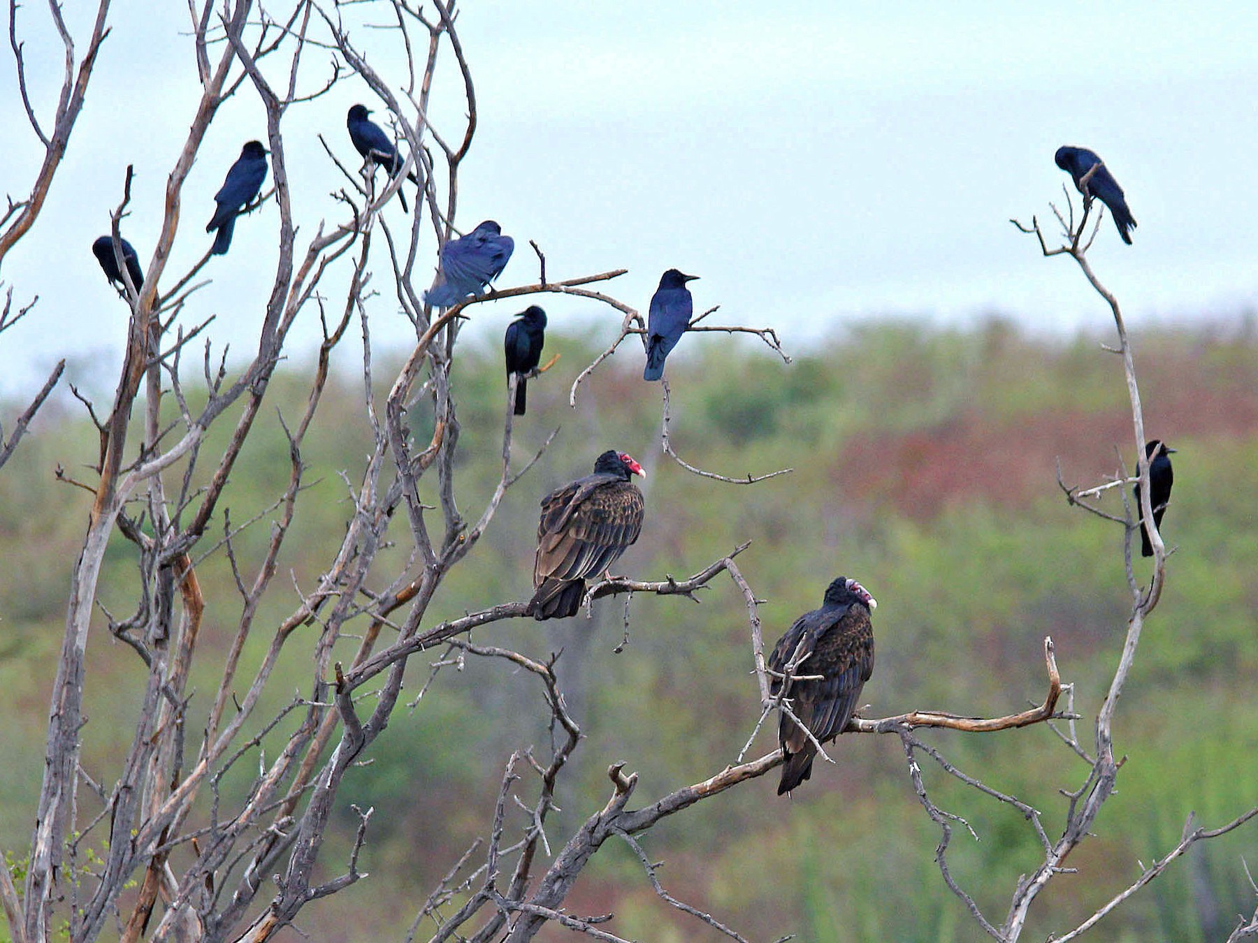Cuervo sinaloense - eBird