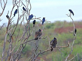 Sinaloa Crow - eBird