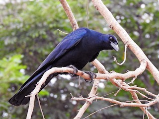 Sinaloa Crow - eBird