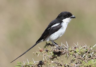 Northern Fiscal - Lanius humeralis - Birds of the World