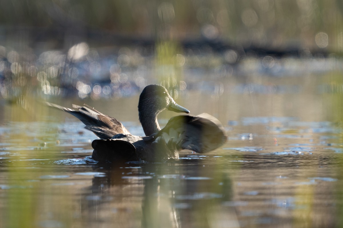 eBird Checklist - 2 Oct 2022 - Lac de la Mine - 11 species