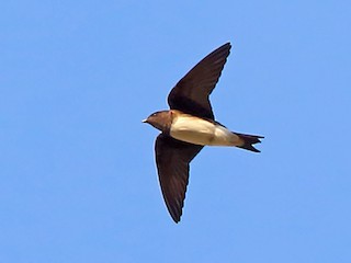 Sinaloa Martin - eBird