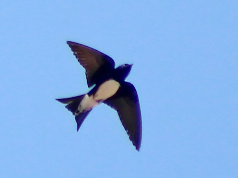 Sinaloa Martin - eBird