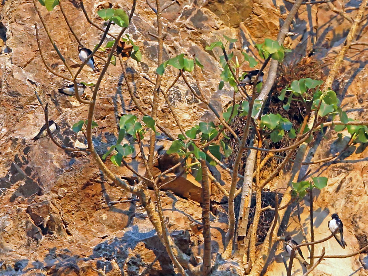 Sinaloa Martin - eBird