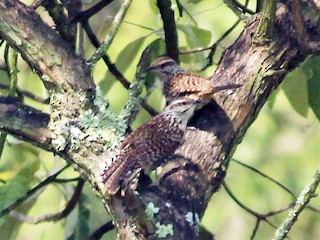 Spotted Wren - eBird